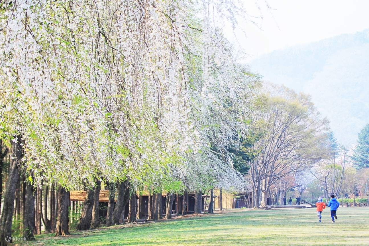 Starlight Festival of the Garden of Morning Calm - Klook
